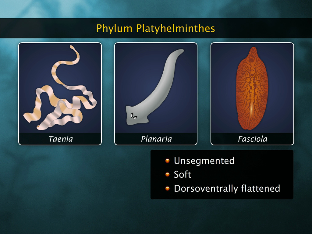Phylum Platyhelminthes | Maths Science